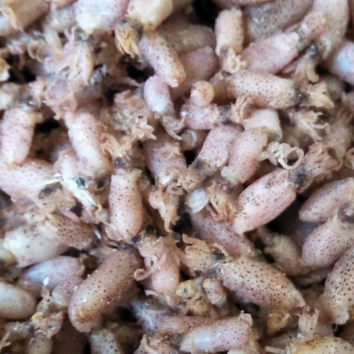 Jual Baby Cumi Asin / Balita Cumi Asin / Cumi Kering Asin Mentah ...