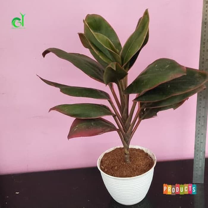 Jual Tanaman hias andong hanjuang pink cordyline fruticosa exotica ...
