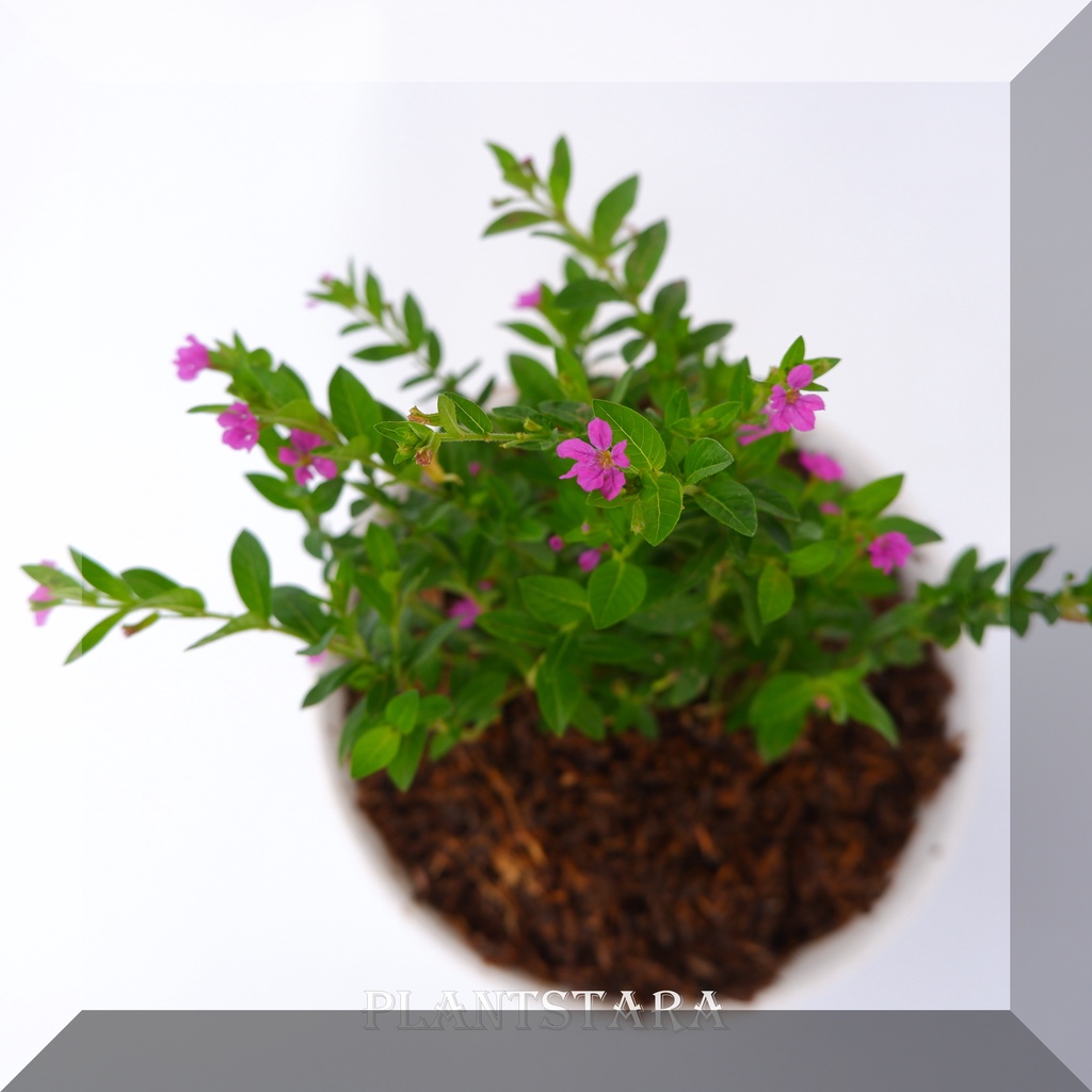 Jual Pohon Tanaman hias taiwan beauty (Cuphea hyssopifolia) taman ...