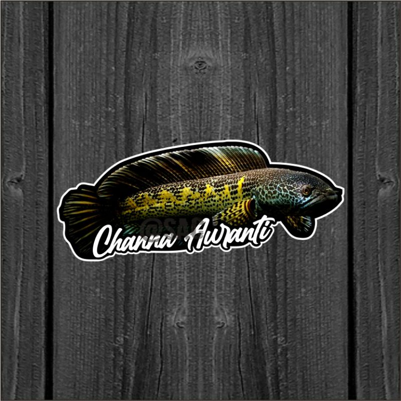Jual Stiker ikan | Channa Auranti | Shopee Indonesia
