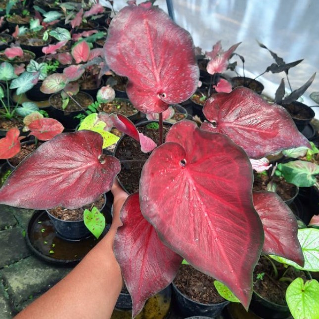 Jual Tanaman Hias Caladium Anggurmerah/ Keladi Murah/Keladi Hias ...