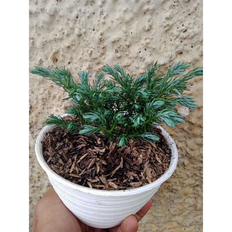 Jual tanaman hias Cemara perak( inoki perak mini) | Shopee Indonesia