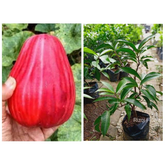 Jual Pohon Jambu jamaika jambu Bol | Shopee Indonesia