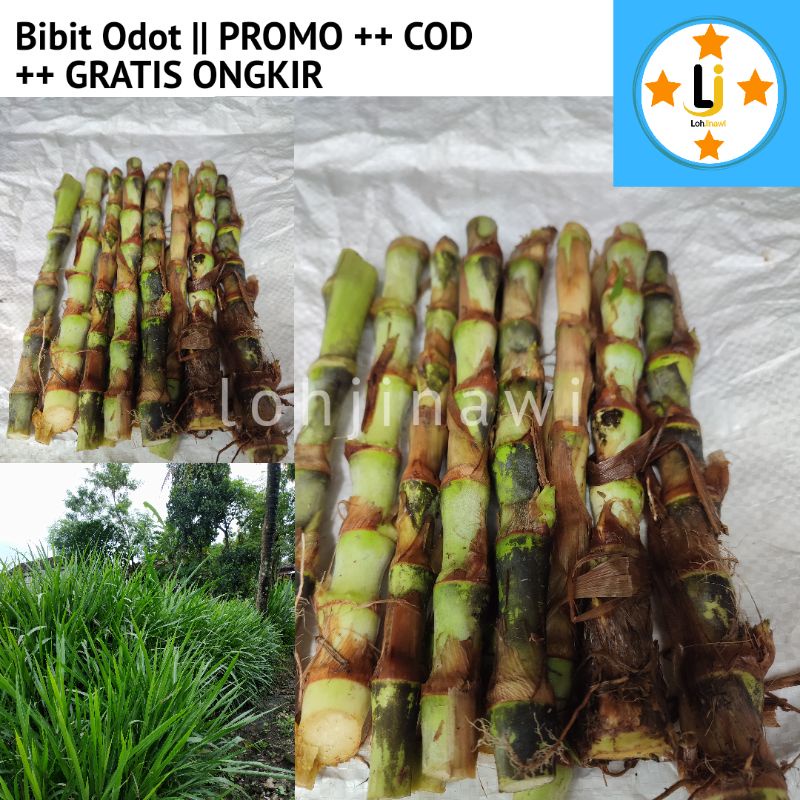 Jual Bibit Stek Odot fress counting Harga per biji ( 1 kg muat bibit 60 ...