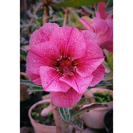 Jual Adenium Bunga Tumpuk Adenium Swallow Shopee Indonesia