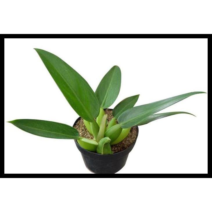 Jual Produk Unggulan Bibit Tanaman Hias Philo Katak | Shopee Indonesia