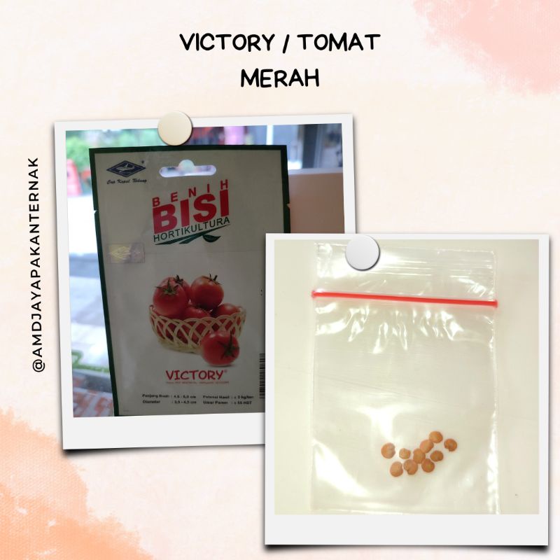 Jual Benih BISI Hortikultura Victory atau Tomat Merah 10 biji | Shopee ...