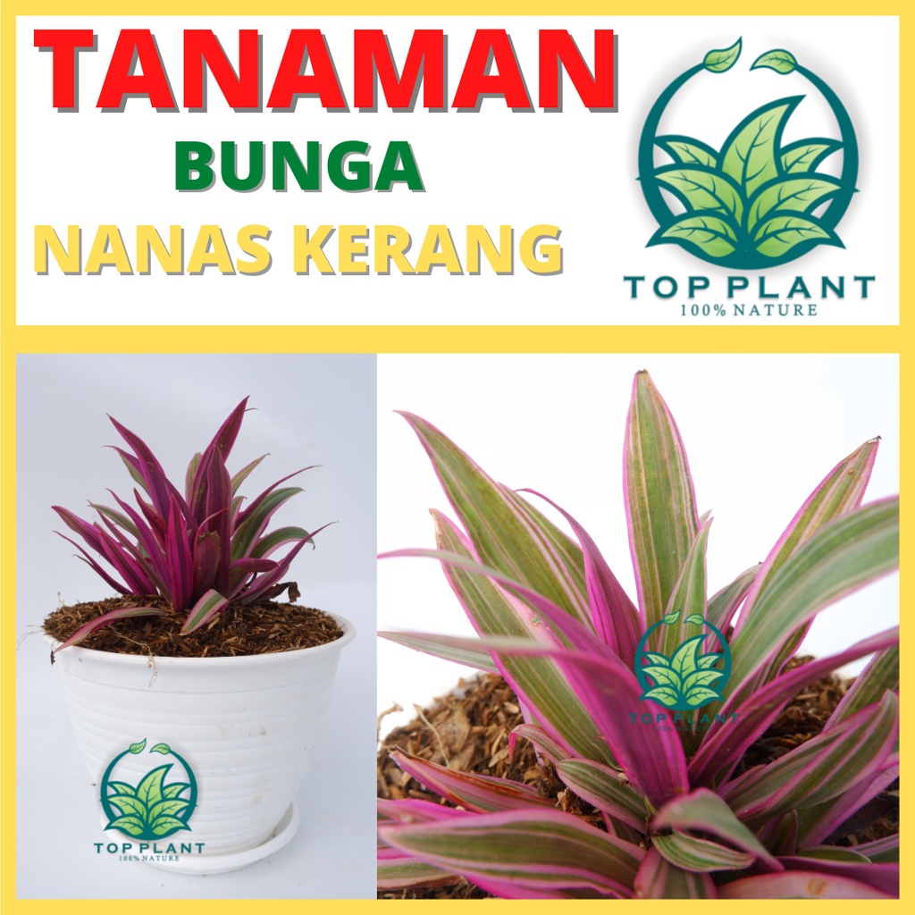Jual Bunga Hias Nanas Kerang (Rhoeo discolor)-Adam Hawa- terbaru ...