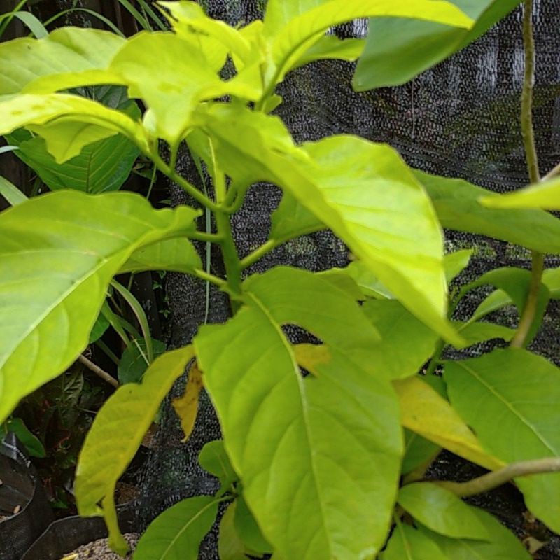 Jual Pisonia Alba Kol Banda Bali ~Kol bandang~Sayurbulan~ KOOLBOOM ...