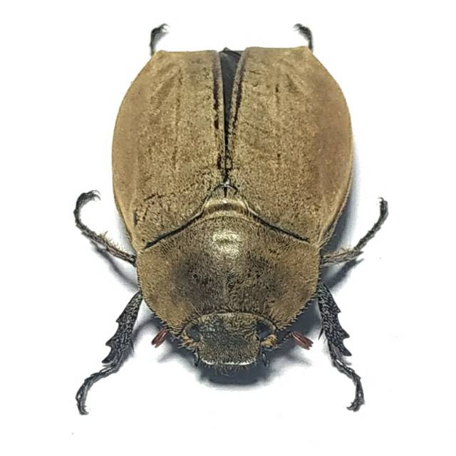 Jual AWETAN SERANGGA ASLI/ TAXIDERMY KUMBANG LEGE | Shopee Indonesia