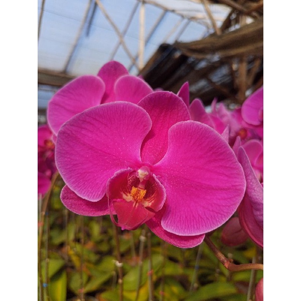 Jual anggrek bulan grade B ungu tua bunga ungu koleksi bunga medium ...