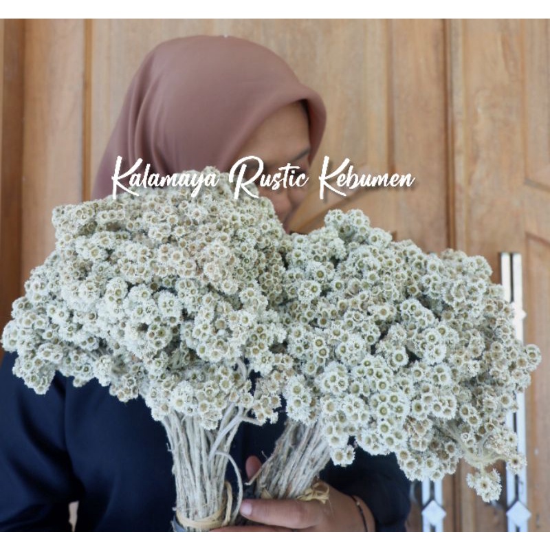 Jual ( IKAT BESAR 60-90 ) Bunga Edelweis Putih Abadi Hiasan Kamar Buket ...