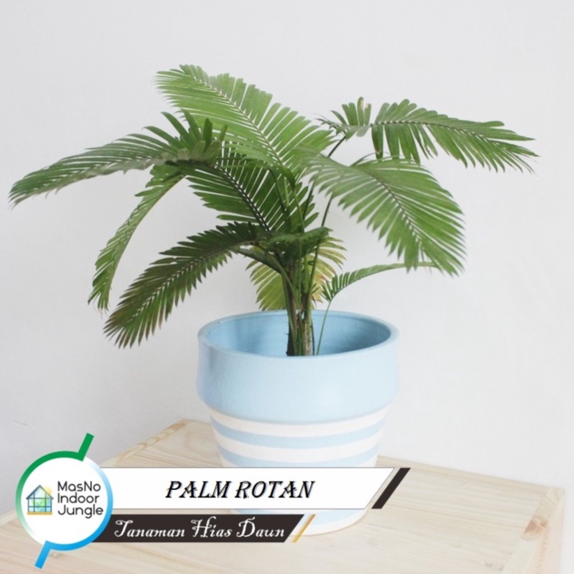 Jual Tanaman Hias Palm Rotan - Tanaman Indoor Palem Paris - Tanaman ...