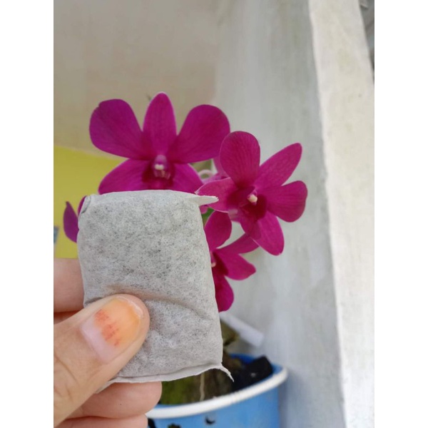 Jual pupuk bantal anggrek guano 20pcs | Shopee Indonesia