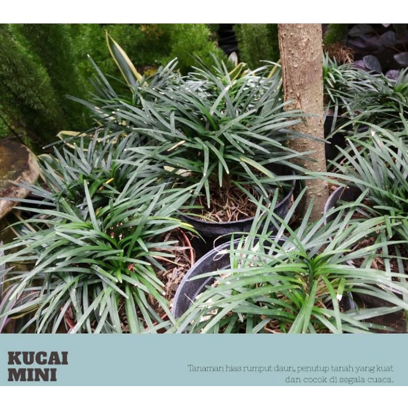 Jual Tanaman hias kucai mini/rumput kucai/untuk list tanaman/tanaman ...