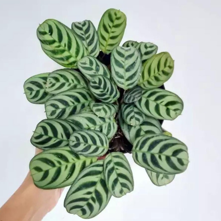 Jual Calathea Stromata / Calathea Sepat / Meranti Sepat Murah Tanaman ...