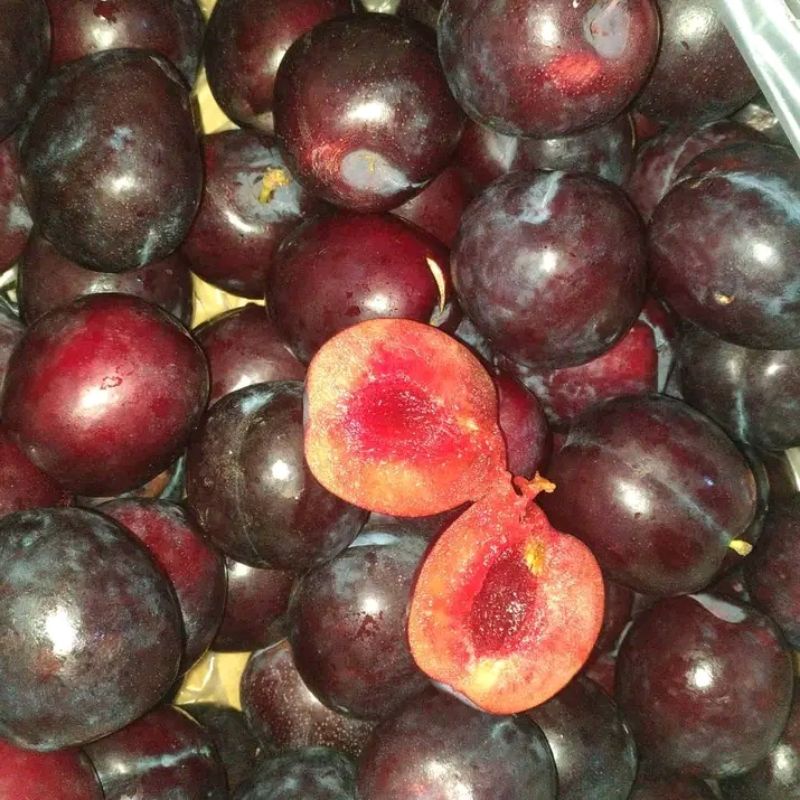 Jual POHON PLUM AUSI KONDISI BERBUNGA/BERBUAH | Shopee Indonesia