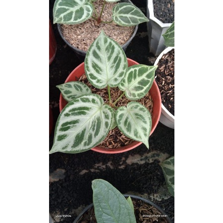 Jual anthurium_silver_blush | Shopee Indonesia