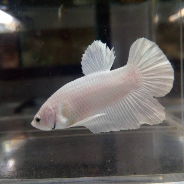 Jual Ikan cupang PK white paltinum | Shopee Indonesia