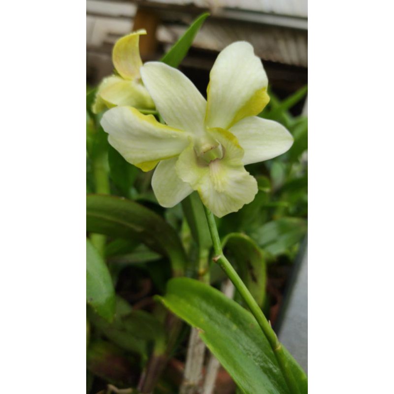 Jual Anggrek Dendrobium Dragon Jade - Mini | Shopee Indonesia