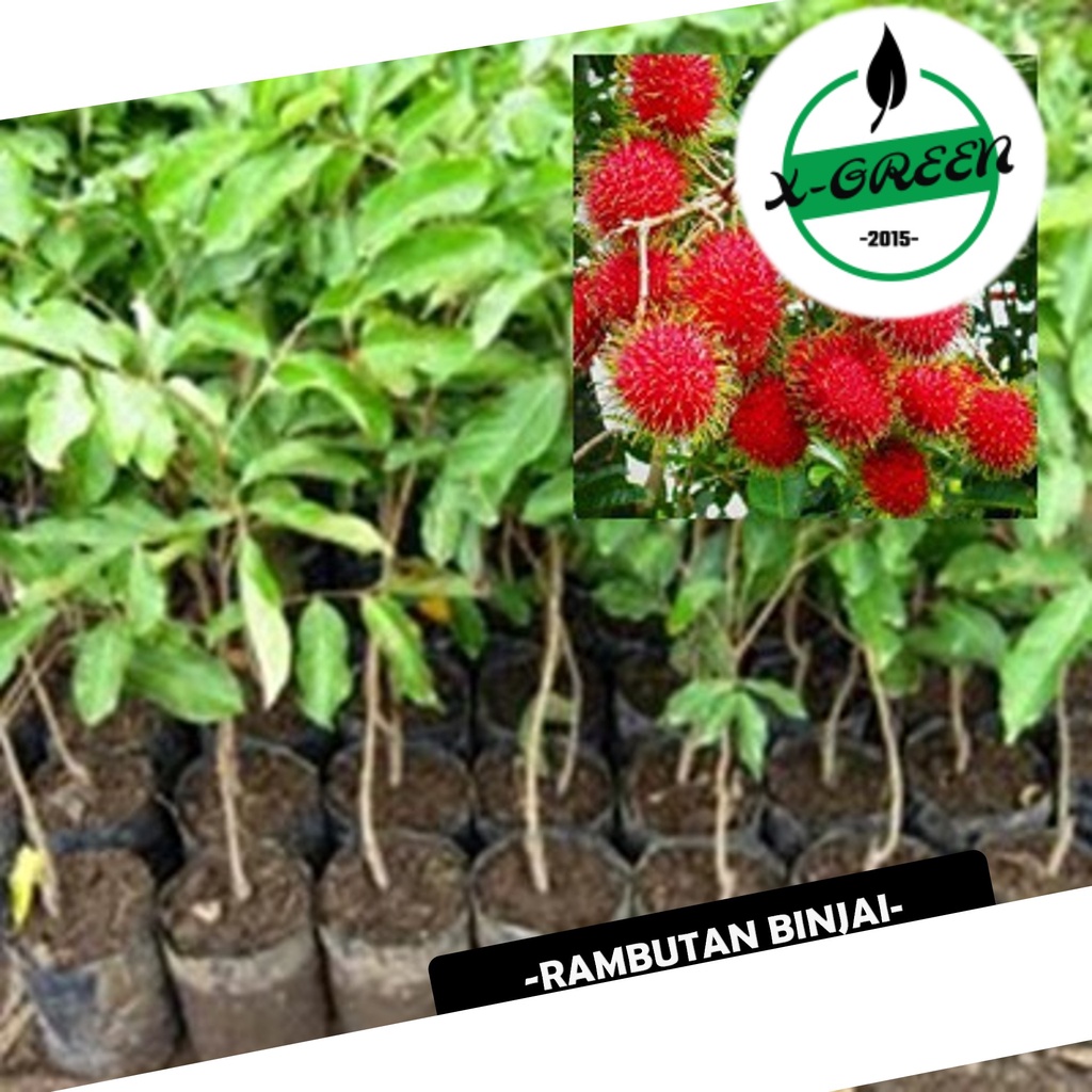 Jual 4 Tanaman Rambutan Binjai - (X-Green) | Shopee Indonesia