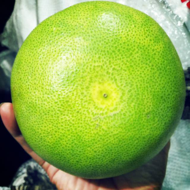 Jual Jeruk bali .pomelo /jeruk gulung bisa dikirim dengan batang dan ...