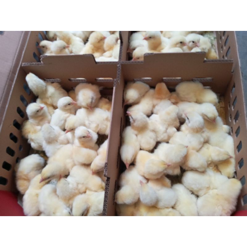 Jual doc Bibit ayam broiler pedaging | Shopee Indonesia