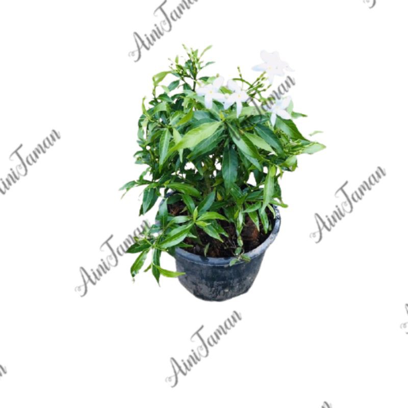 Jual Tanaman Rombusa Mini Tanaman Rembosa Mini Tanaman Rembusa Mini ...