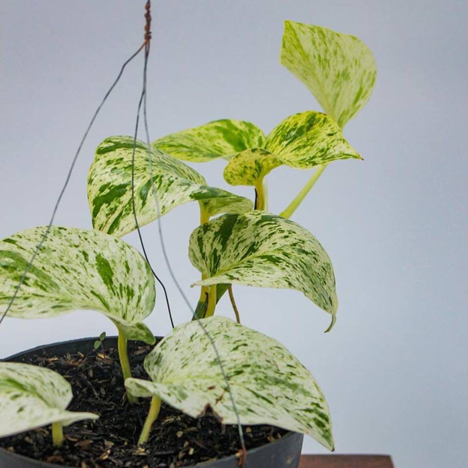 Jual Bibit Tanaman Hias Sirih Belanda (Epipremnum aureum)- tanaman ...