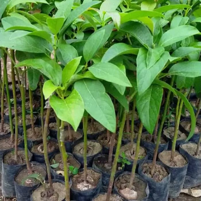 Jual Bibit Buah alpukat pluwang - alpukat greenstar Bibit Tanaman ...