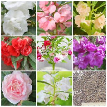 Jual Benih Bunga Pacar Air Warna Warni Impatiens Balsamina | Shopee ...