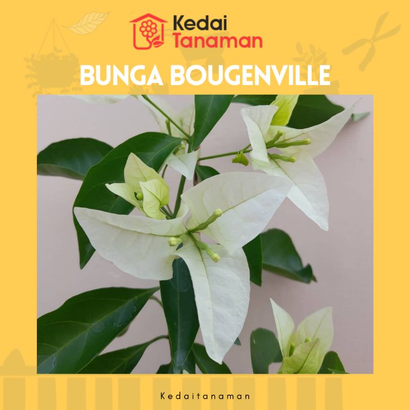 Jual Tanaman Hias Bunga Bougenville Tersedia 6 Variasi Warna - Bunga ...