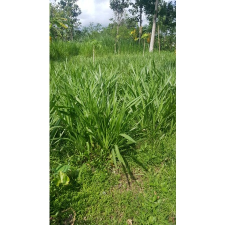 Jual Bibit rumput odot /suket gajah/ pakan ternak 1kg | Shopee Indonesia