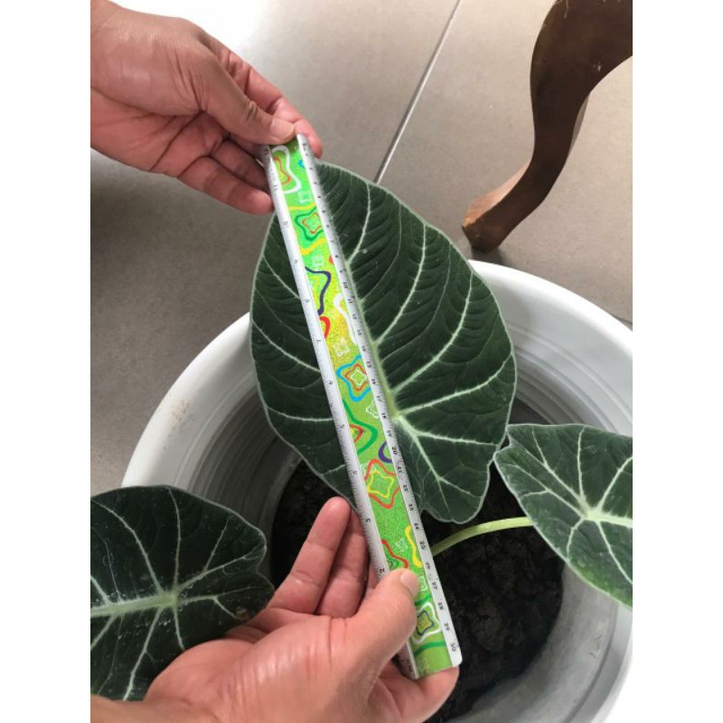 Jual tanaman hias alocasia black velvet besar rare termurah indukan ...