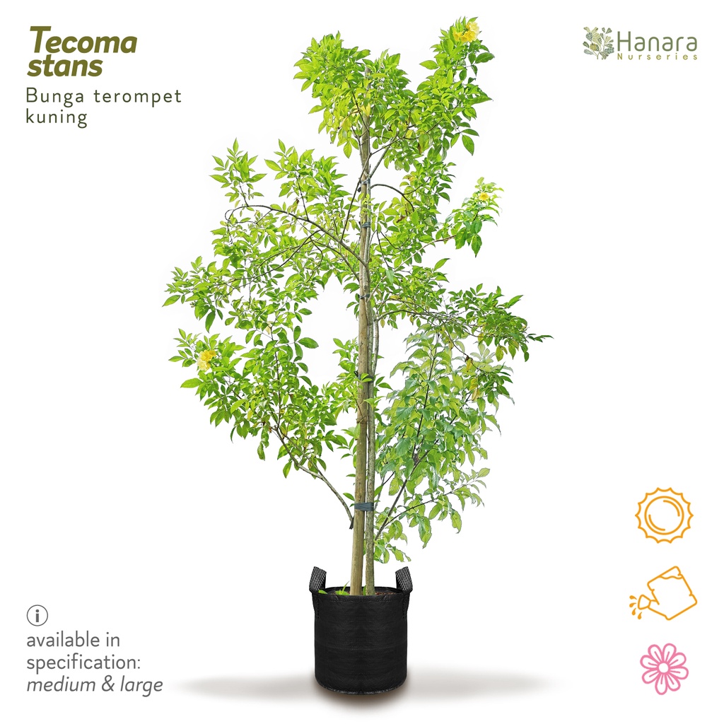Jual Tecoma stans - Bunga terompet kuning - pohon instan/instant tree ...