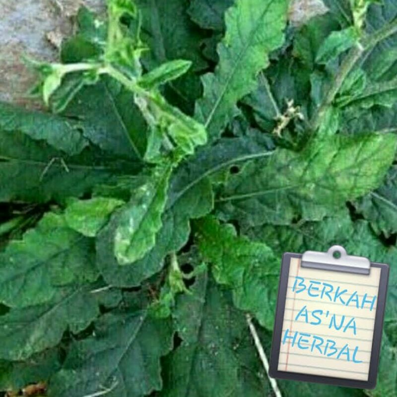 Jual 50 gram Tapak liman segar,obat herbal,daun tapak liman herbal ...