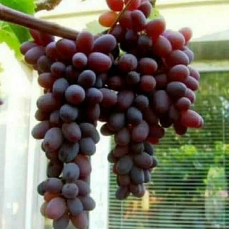 Jual bibit anggur import jupiter hasil grafting cepat berbuah 100% ... Jual bibit anggur import jupiter hasil grafting cepat berbuah 100% ...