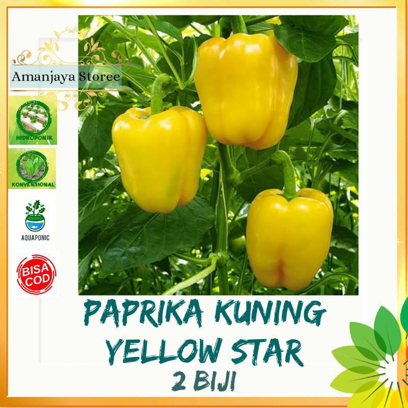 Jual benih paprika kuning | Shopee Indonesia