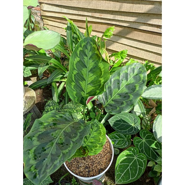 Jual calathea ekor merak tanaman hias indoor plants | Shopee Indonesia