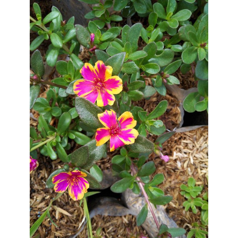 Jual Bunga portulaca pink gradasi kuning | Shopee Indonesia