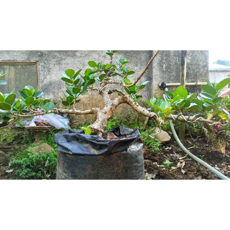 Jual BONSAI DOLLAR, FICUS DOLAR FICUH BUAH | Shopee Indonesia