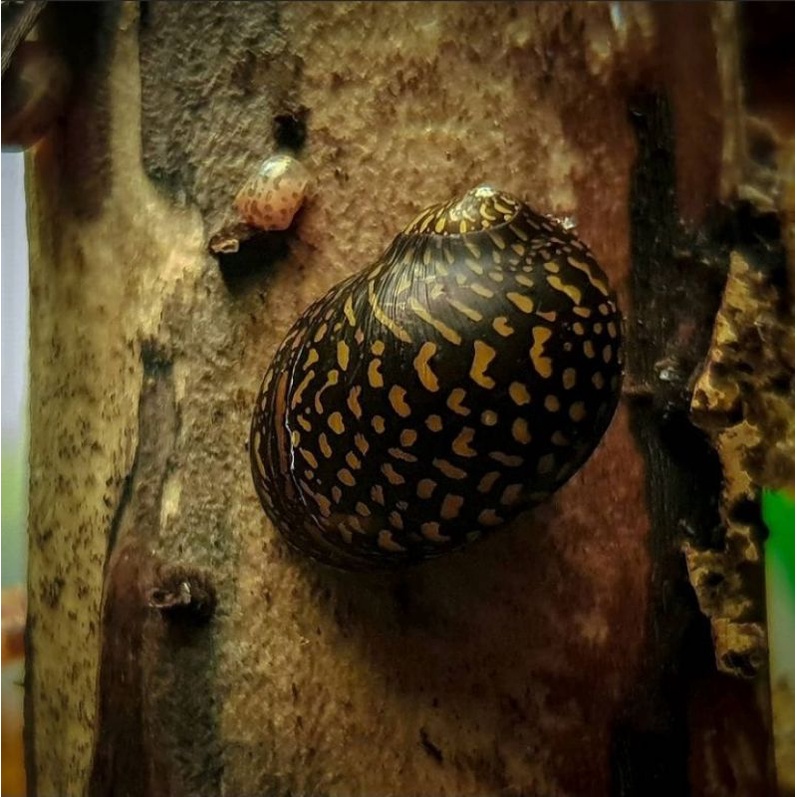 Jual keong hias aquascape / pembersih kaca aquarium ( batik snail ...