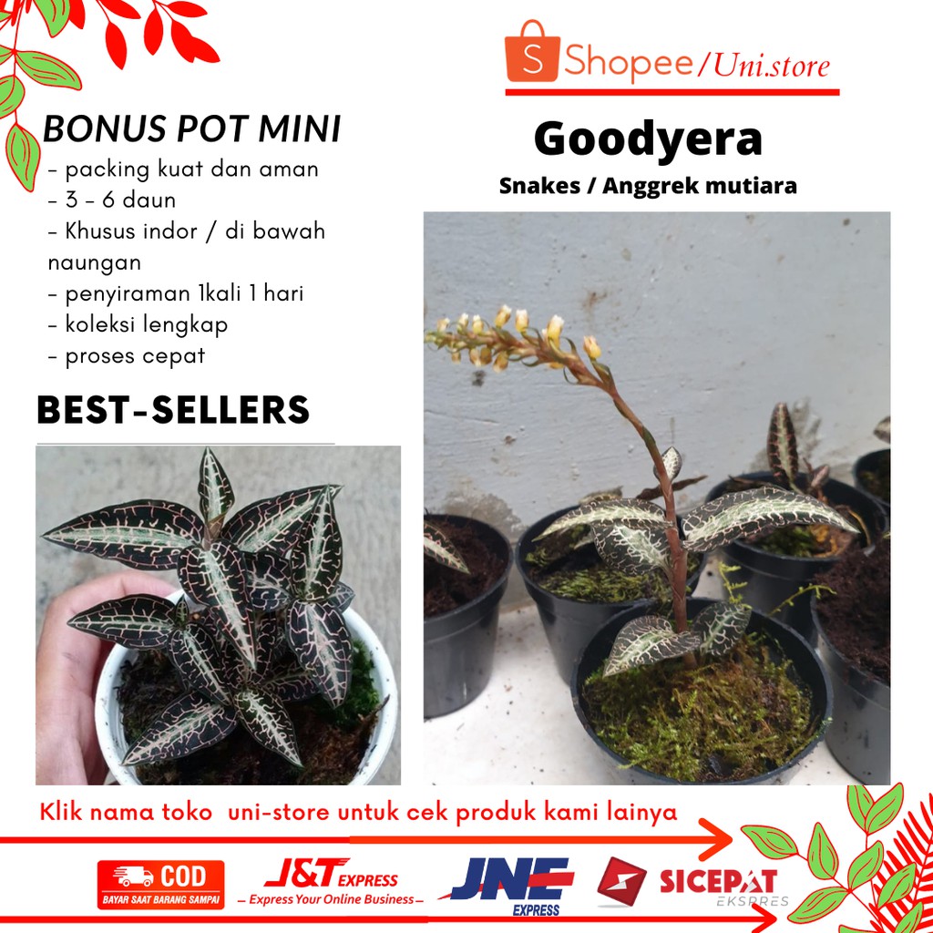 Jual Jewel orchid - Goodyera snakes - Godyera ungu - tanaman hias mini ...