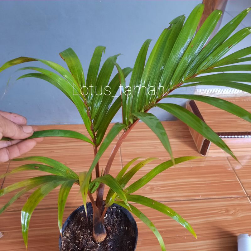 Jual Tanaman palm Botol Merah tinggi 50 cm | Shopee Indonesia