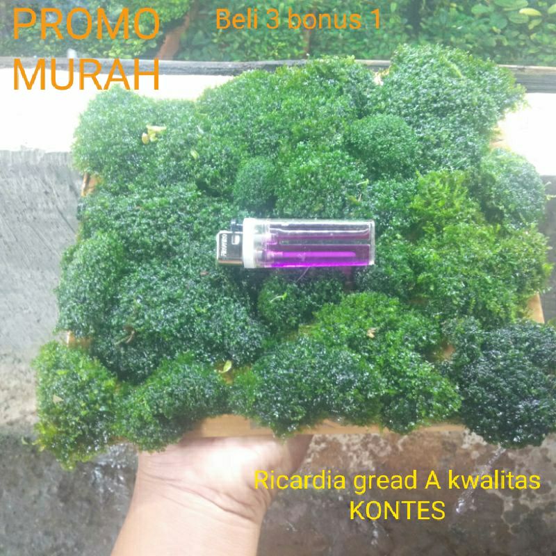 Jual Ricardia mini Moss contest (beli 3 gratis 1) | Shopee Indonesia