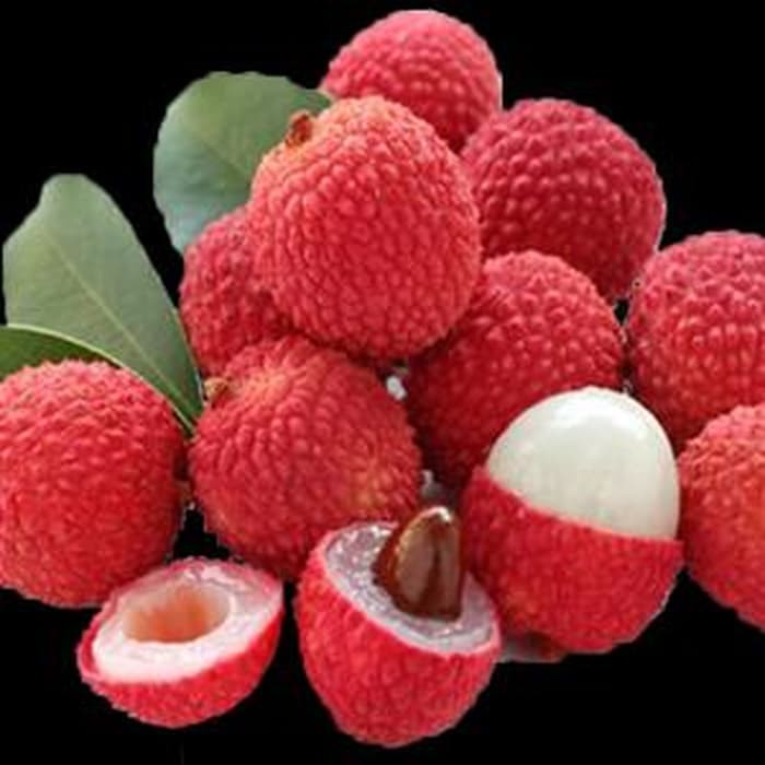 Jual biji/benih/bibit buah leci | Shopee Indonesia Jual biji/benih/bibit buah leci | Shopee Indonesia