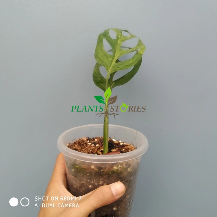 Jual Monstera Adansonii Variegata Local / Janbol Varigata Lokal ...