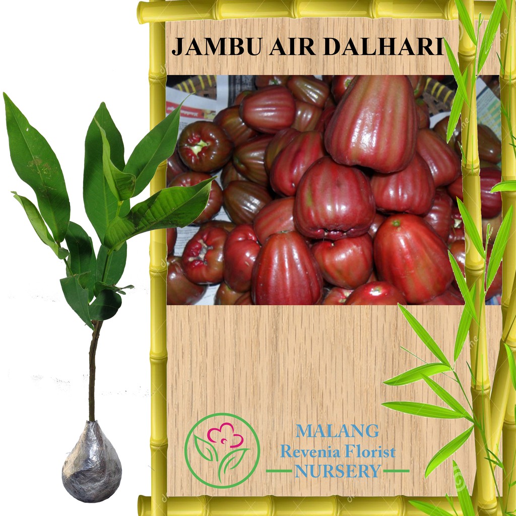 Jual Tanaman Jambu Air Dalhari (Tinggi 60-80 cm) | Shopee Indonesia