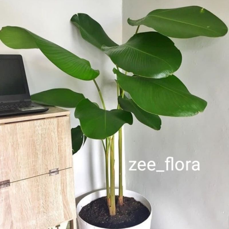 Jual Pohon pisang kalatea tinggi 1 meter | Shopee Indonesia
