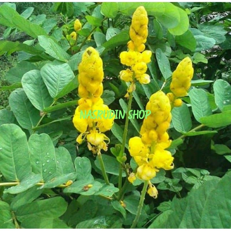 Jual DAUN KETEPENG SEGAR LANGSUNG PETIK | DAUN KIMANILA | Shopee Indonesia